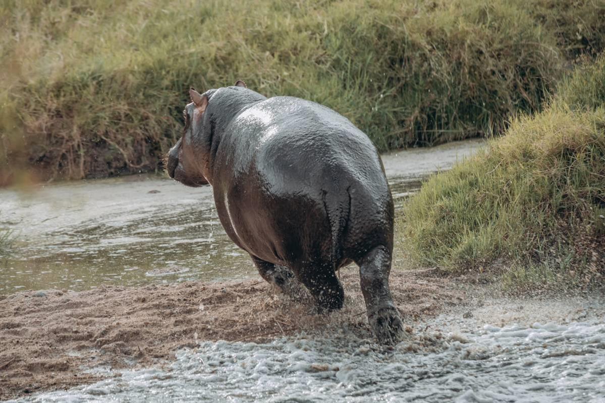 Jak szybko biega hipopotam? | Kierunek Ultra